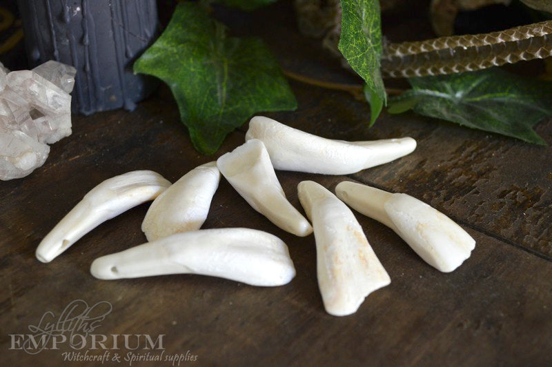 Water Buffalo Tooth| Lylliths' Emporium