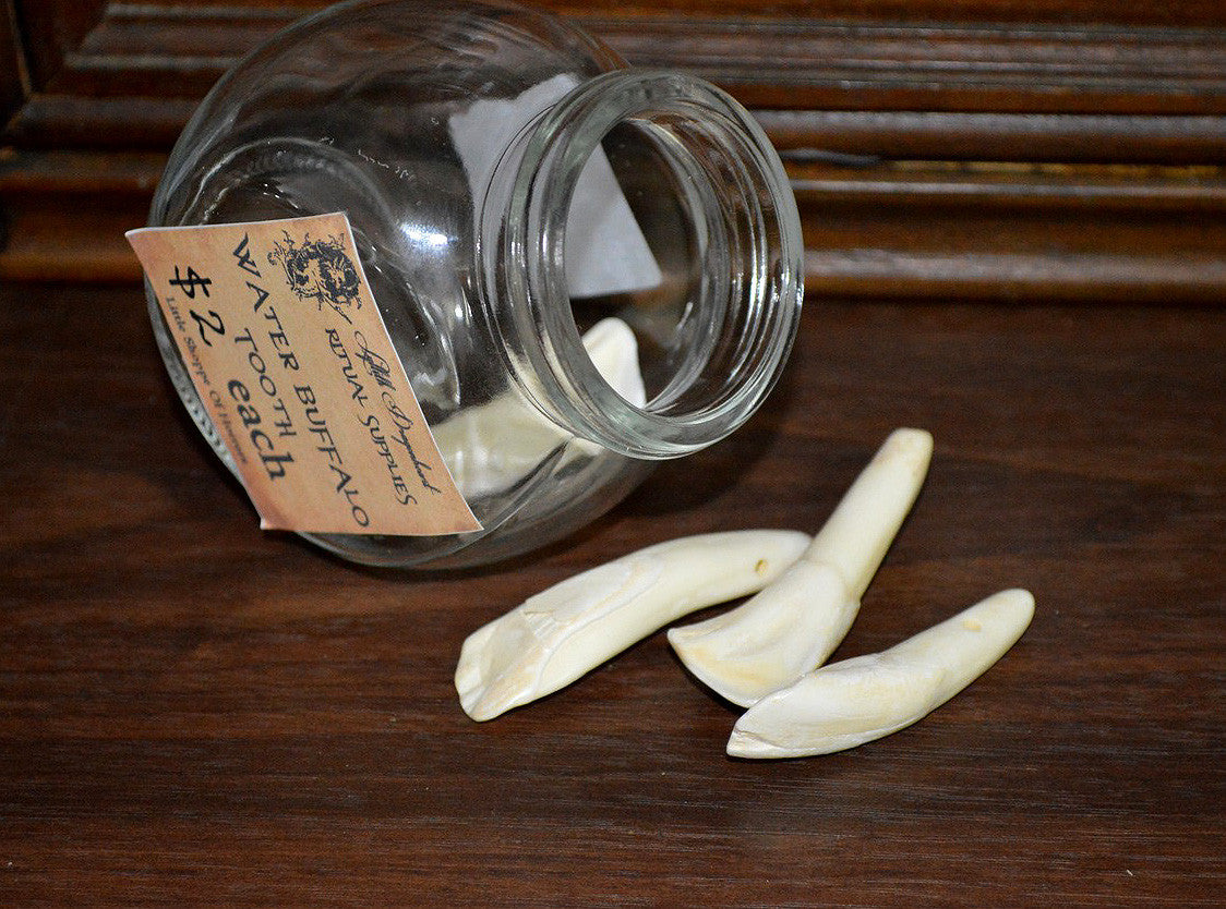 Water Buffalo Tooth| Lylliths' Emporium