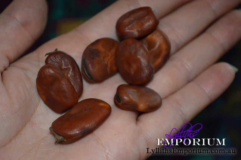 Mojo Beans - each| Lylliths' Emporium